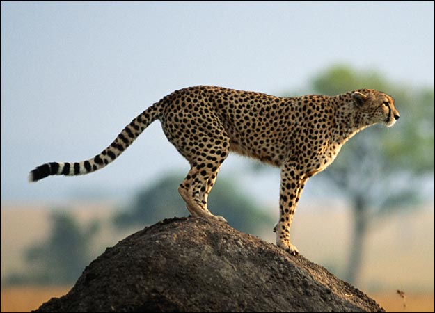 Cheetah Wild Life Animal Info | All Wildlife Photographs