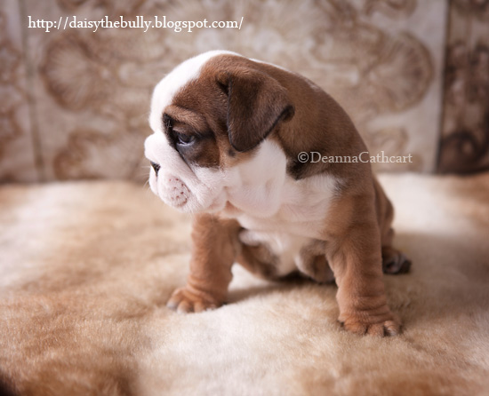 Daisy The Bully: Moo Moo 5 Weeks