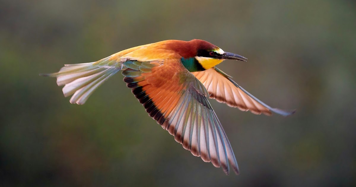 Bee-Eater in Flight