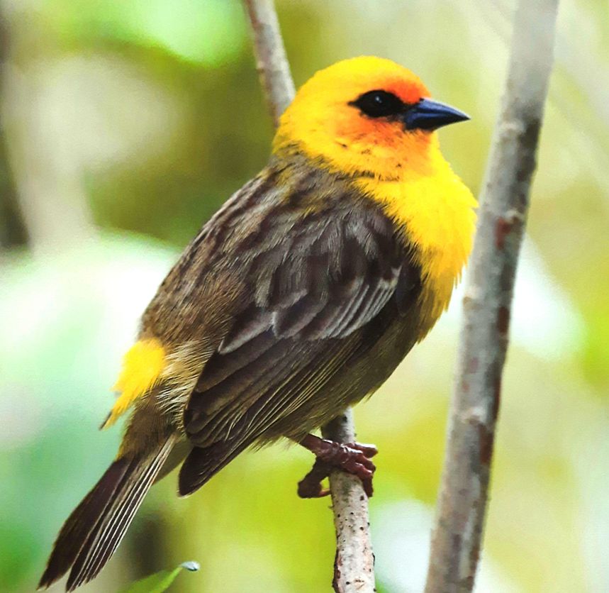 Rodrigues via Mauritius