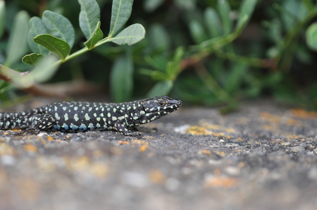 Maltese Nature: The lizard on the wall