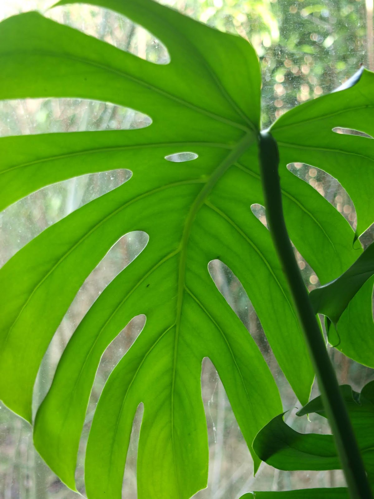 Der ultimative Monstera deliciosa Pflege-Guide - Zwei grüne Daumen