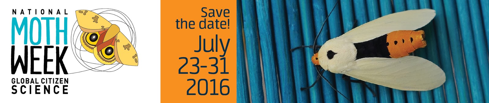 BunyipCo: National Moth Week