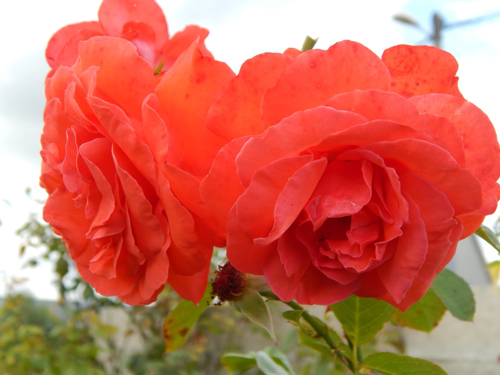 Beautés Florales : Rosier grimpant 'Métanoïa'