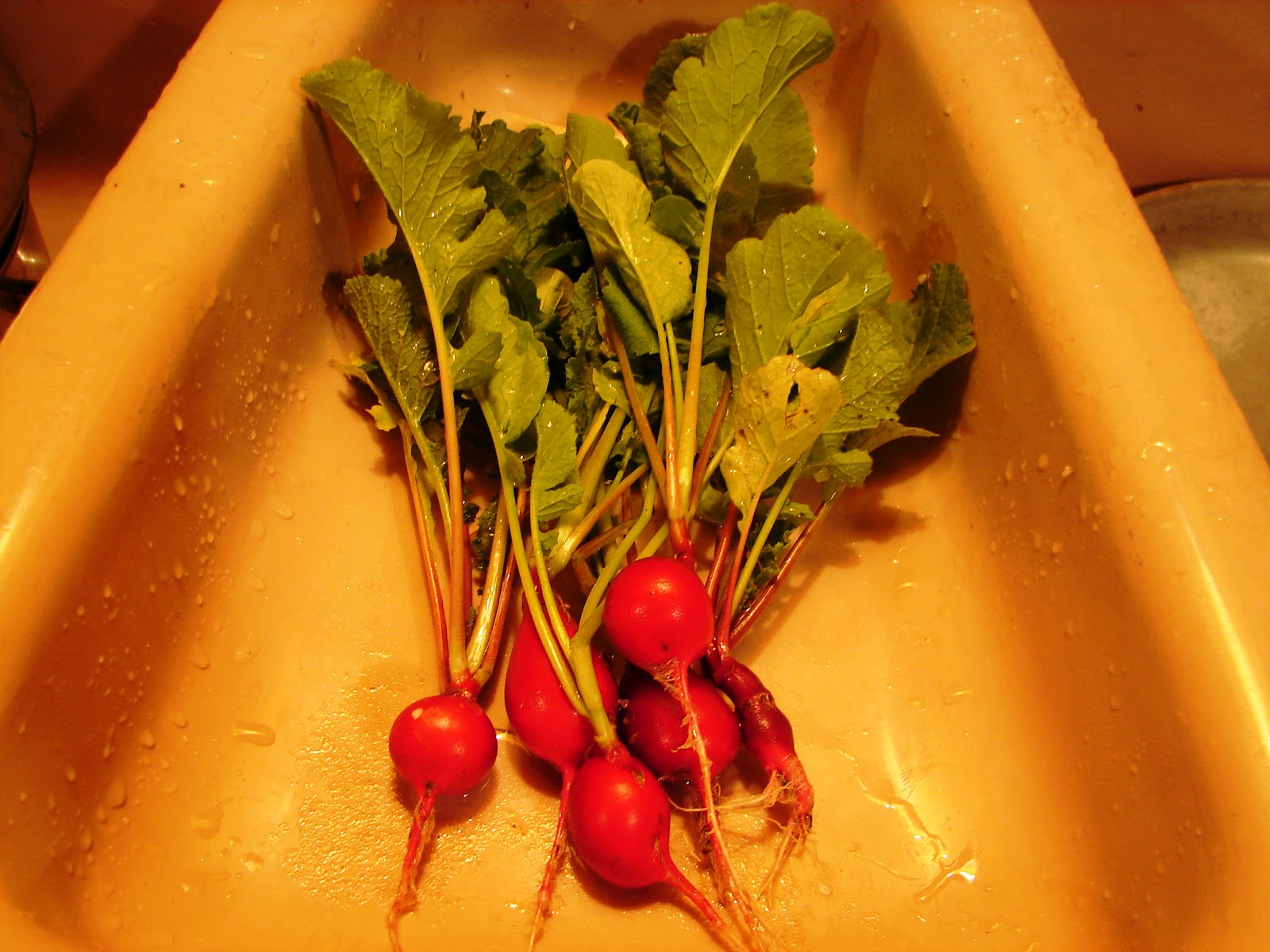 Little Things of Texas: Radish Roots and God