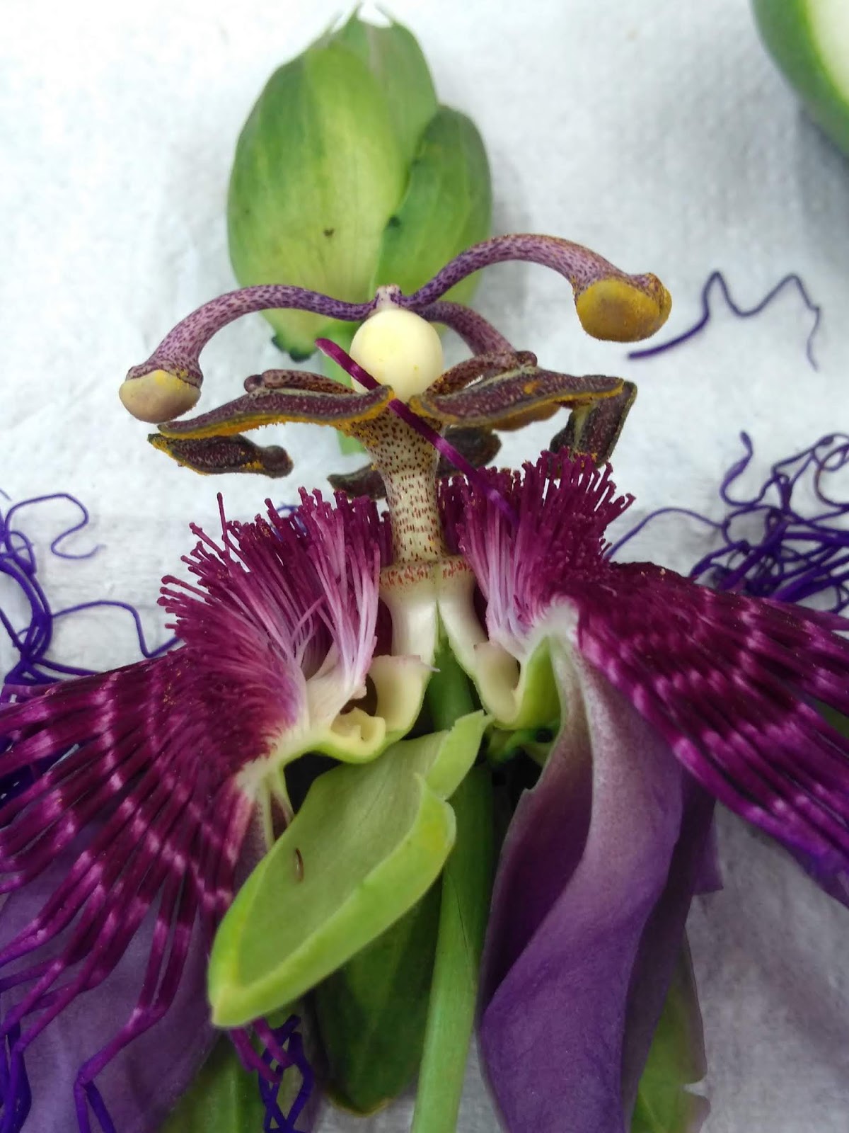 Sistemática Fanerógamas BIO 266 UEFS: Malpighiales, Malvales, Brassicales