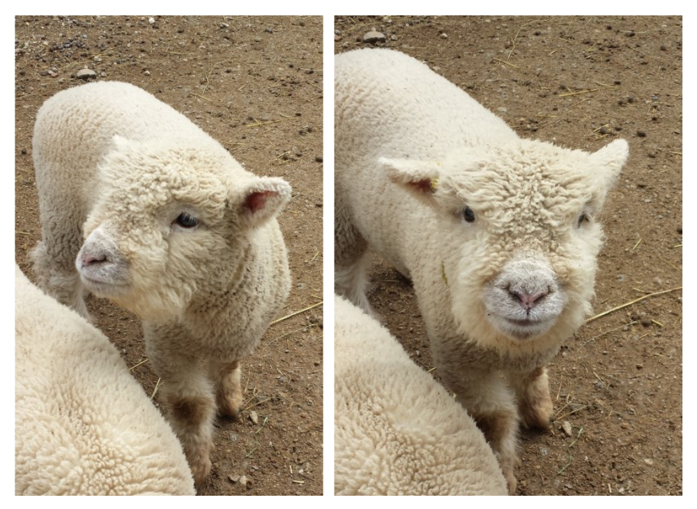 Unremarkable Files: 7 Quick Takes about Creative Ways to Make Ghosts ...