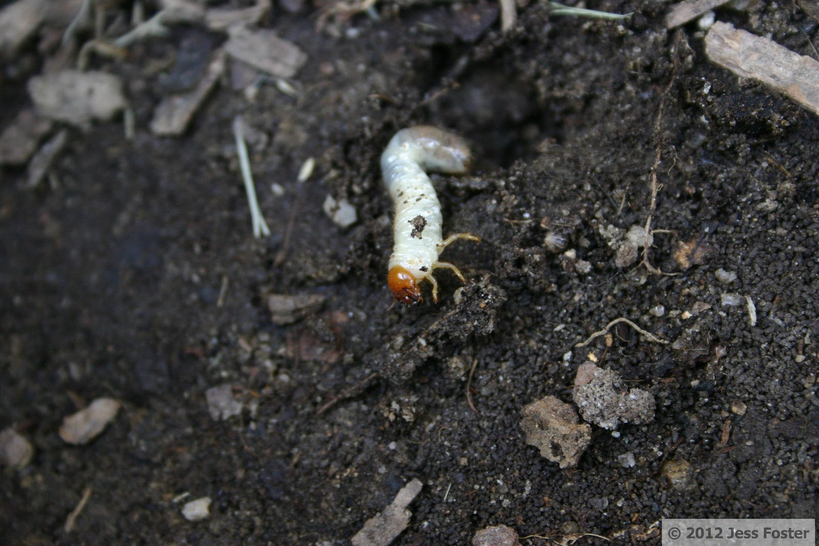 Sluggin' Along: Scarab Beetle Larva (White Grub)
