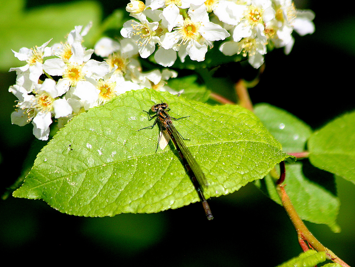 Iineksen kuvat: Toukokuun hurmaa