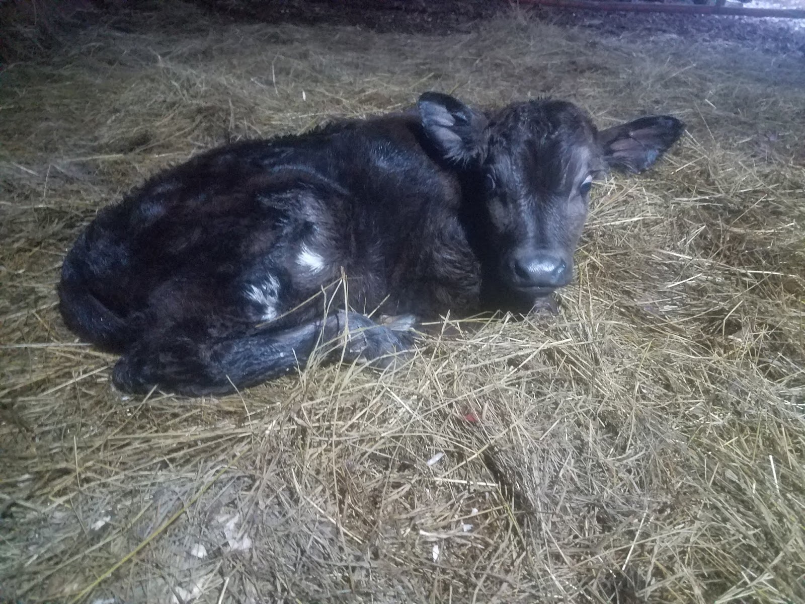 Confessions of a Crazed Cattlewoman: Bucking Baby Bull