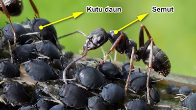 Pola Interaksi Makhluk Hidup di Ekosistem: Simbiosis, Kompetisi ...