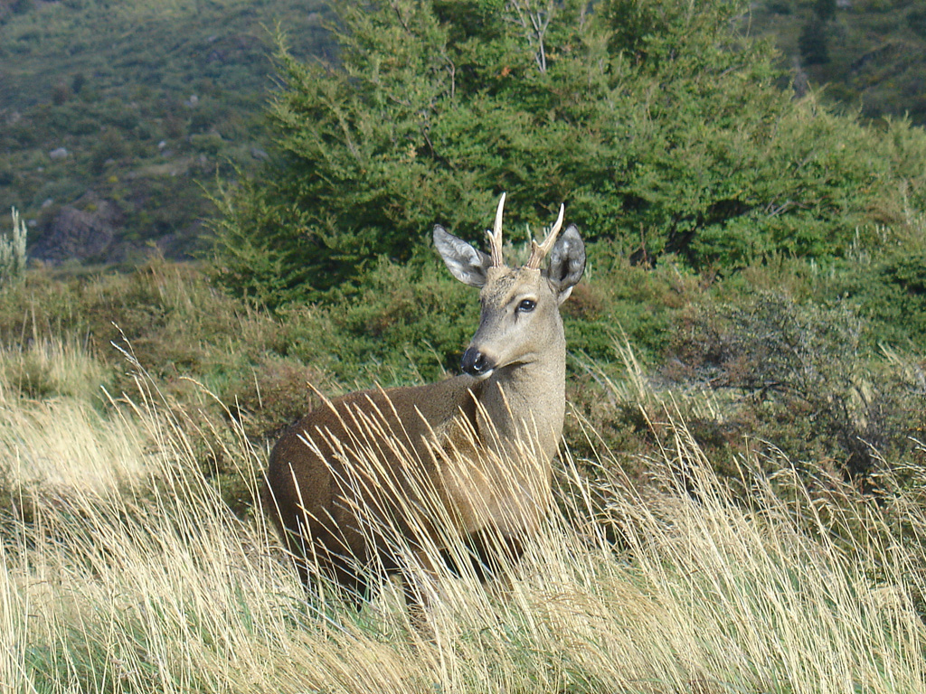 Andean Huemul