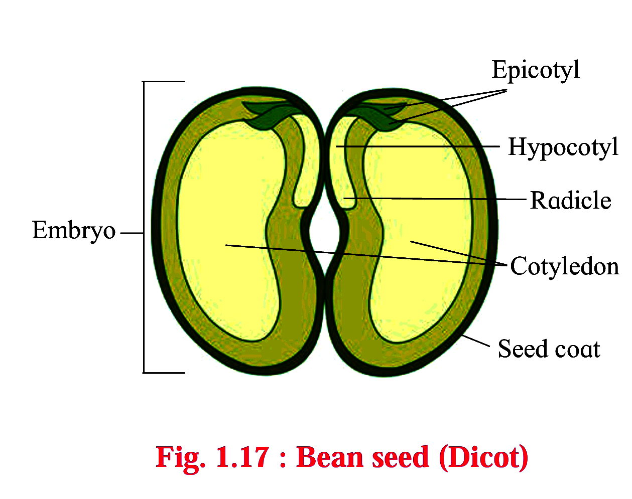 Fruit And Seed Formation In Plants