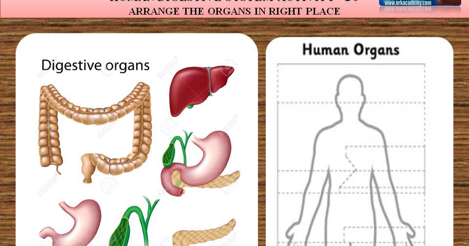 SONU ACADEMY: HUMAN DIGESTIVE SYSTEM- ACTIVITY-10