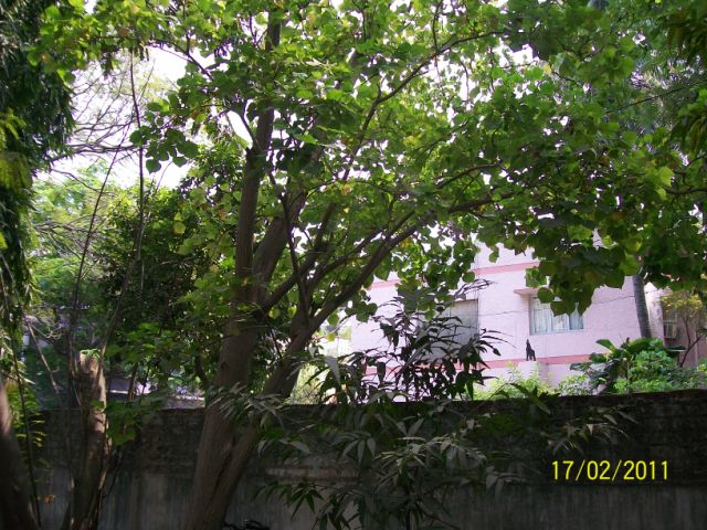 Prakruti -Mother Nature: Indian Coral tree-Mandara