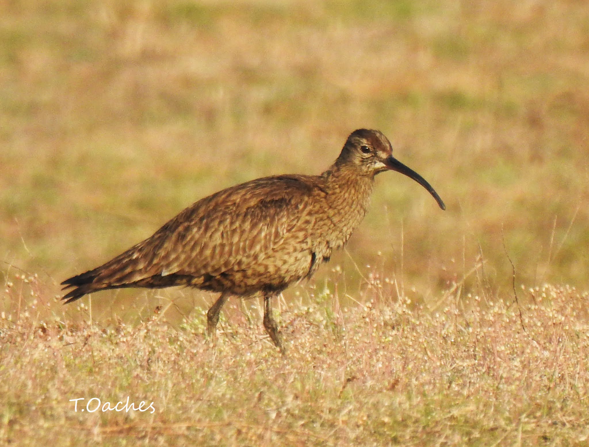 PASARI DIN ROMANIA: aprilie 2021