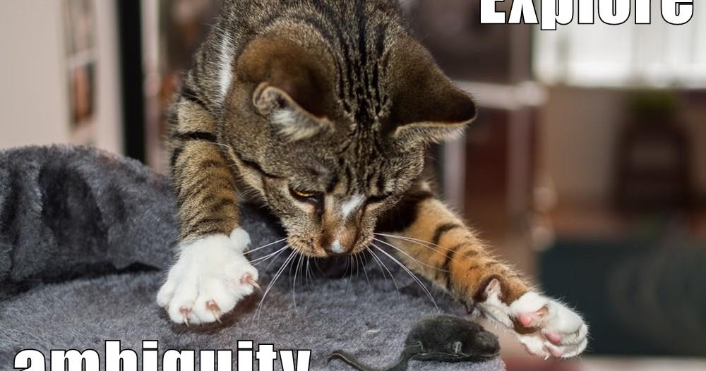 Growth Mindset & Feedback Cats: Explore ambiguity.