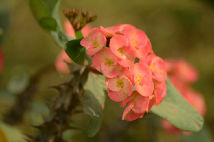 Christ thorn, also known as Christ plant