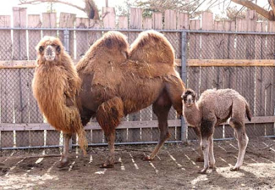 Unta Baktria, Si Punuk Dua yang Gemar Mengembara | RE Tawon