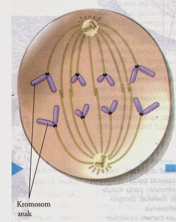 Finish Well UN Biologi: Tahap-tahap pembelahan mitosis, meiosis, dan ...