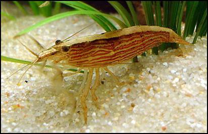 The Best Freshwater Shrimp Algae Eaters in Fish Tank: Wood Shrimp ...
