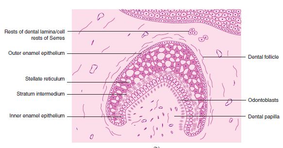 Understand Development of Tooth Stages With Diagrams and Charts