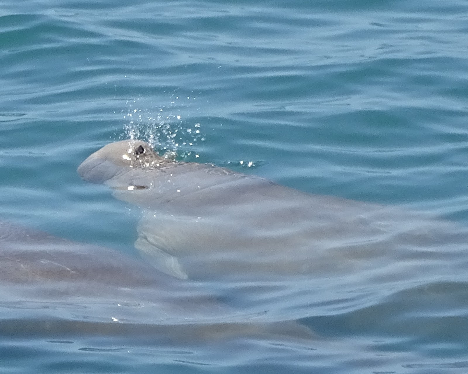 The Whale and Dolphin Blog: The dugongs and Indo-Pacific bottlenose ...