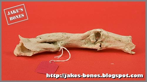 Strange bones #9: a horribly broken bone : Jake's Bones