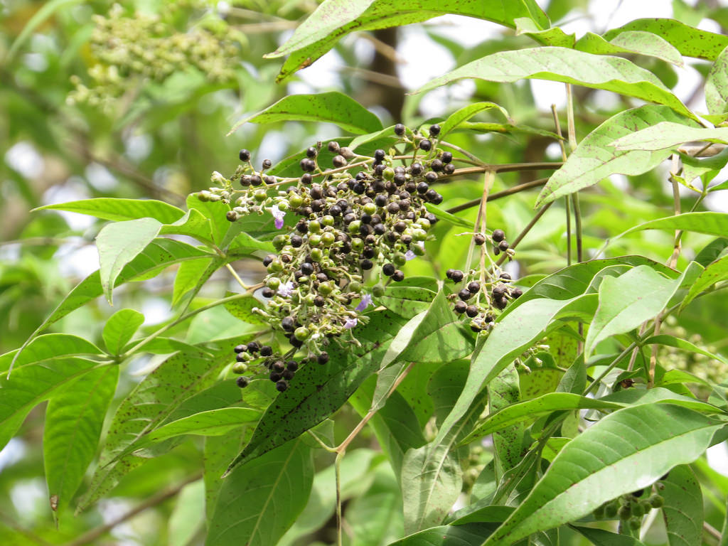 molave tree - philippin news collections