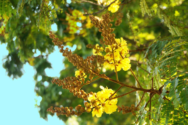 Top 10 Fast Growing Trees for Shade in India | Greenfarm Facts