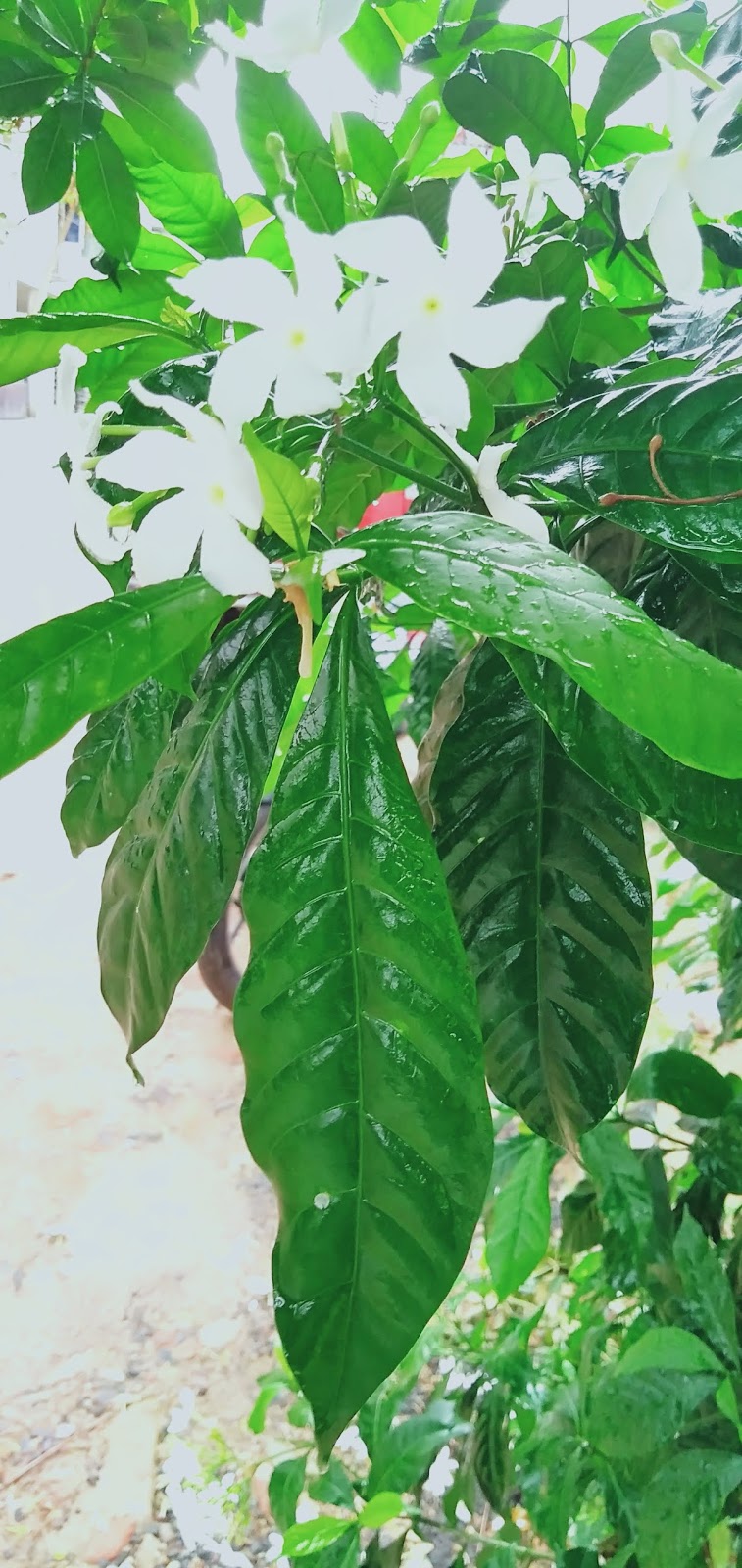 Gnanasuriabahavan Academy: நந்தியாவட்டம் வீட்டுத் தோட்ட சிறு பூமரம் ...