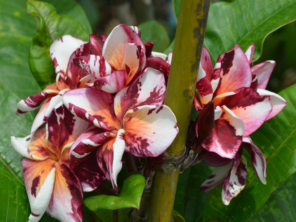 Frangipani Mosaic Virus in Plumeria