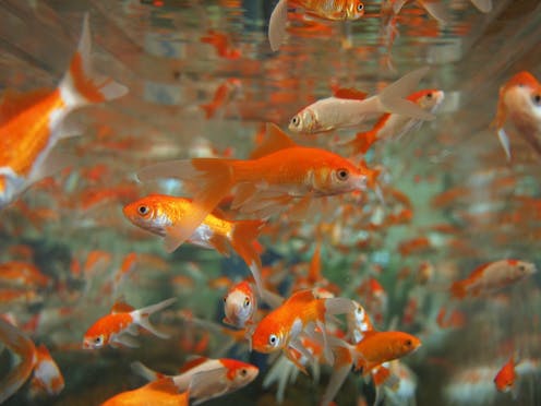 Prison fish ponds have many of the largest fish
