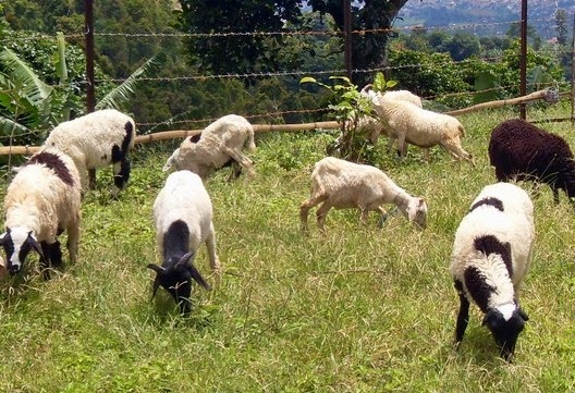 Beternak Domba Semakin Menjanjikan - BUDIDAYAKU