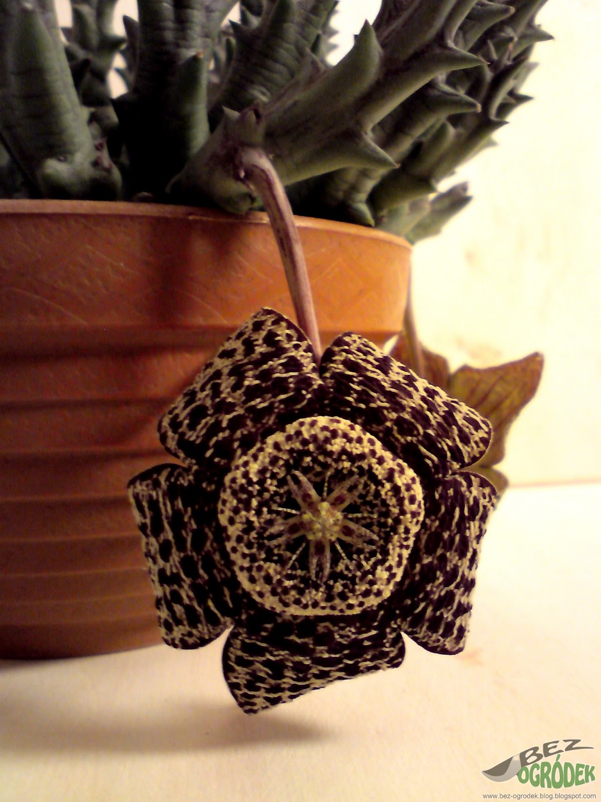 Stapelia pstra, leniuch smierdzący | BEZ OGRÓDEK | blog ogrodniczy