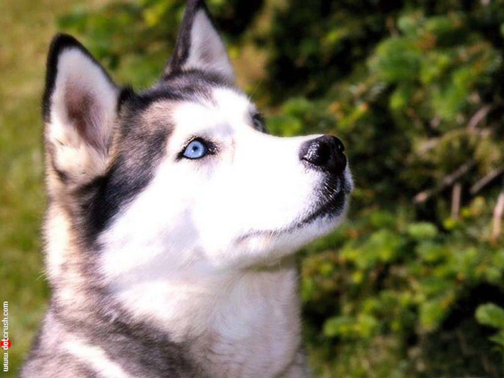 Wallpaper Backgrounds: Siberian Husky - Dog breeds