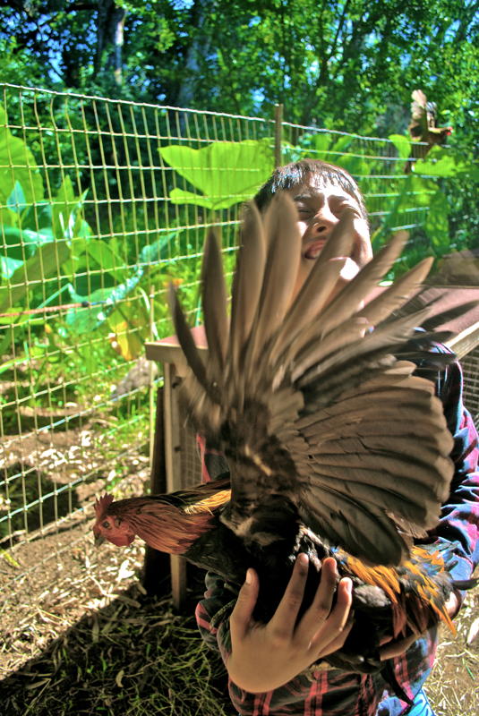 Leilani Farm Animal Sanctuary | Ho'okipa Aikane on Maui Hawaii