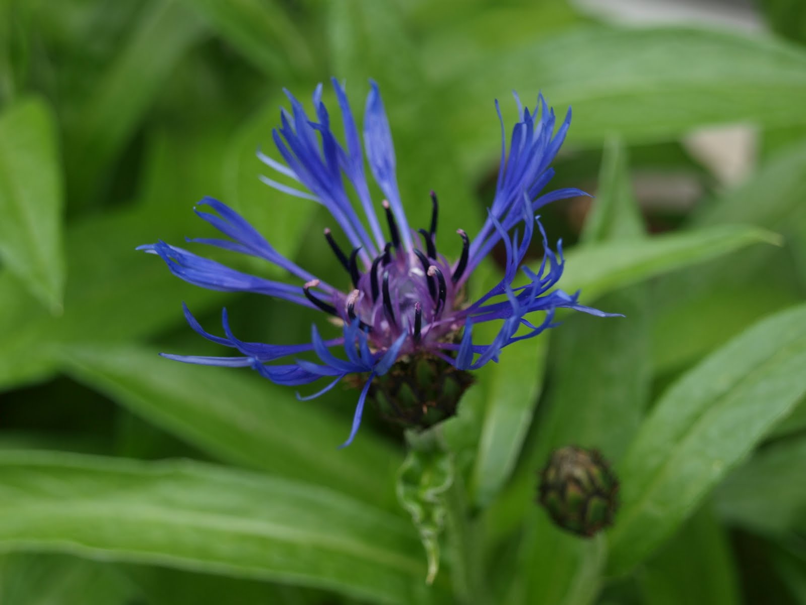 My Cottage Garden: Flower of the Week: Centaurea