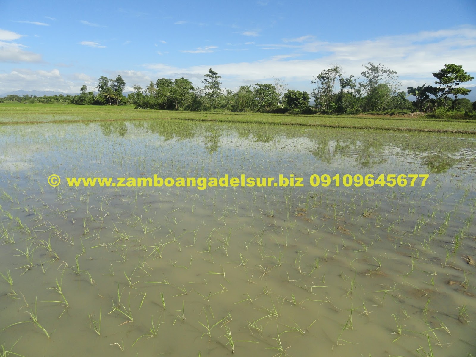 Zamboanga del Sur Properties: FOR SALE: 4.5 HECTARES RICE FIELD AT ...