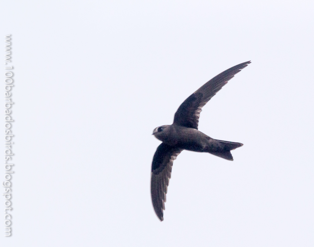 Birds of Barbados: Black Swift (Cypseloides niger)