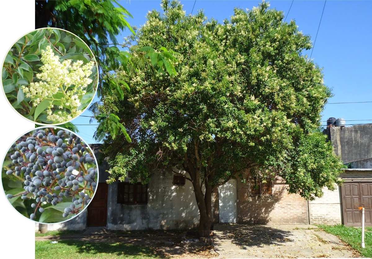 Ligustrum lucidum «ligustro» - Id Plantae