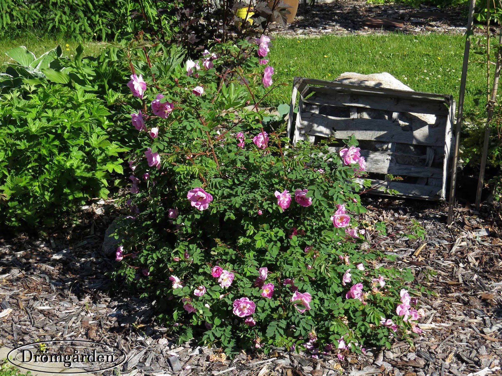 Drömgården: Rosen 'Poppius'