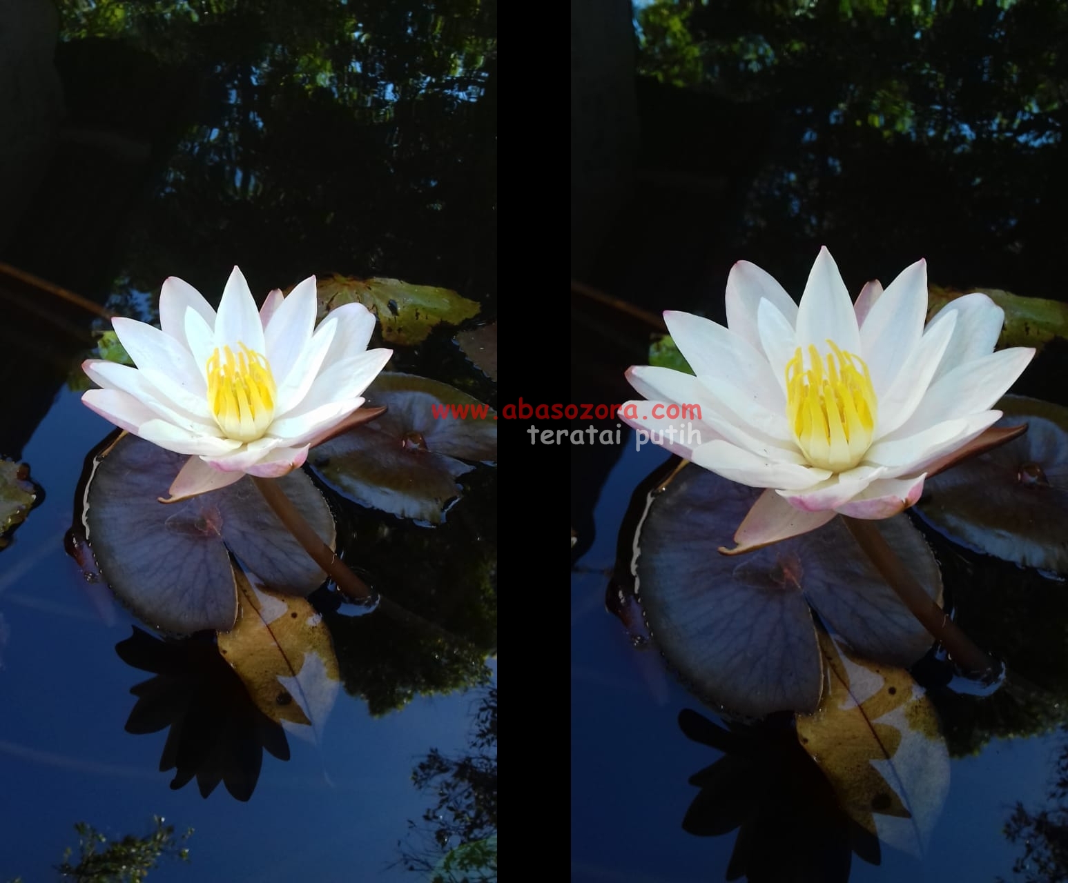 Terkeren 16+ Gambar Bunga Teratai Yang Cantik - Gambar Bunga Indah