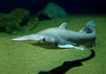 mystdock: ฉลามก็อบลิน (Goblin Shark)