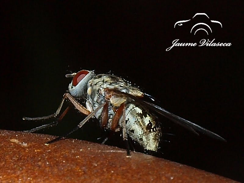 Jaume Vilaseca: Sarcophaga Bercaea (MOSCA DE LA CARNE)