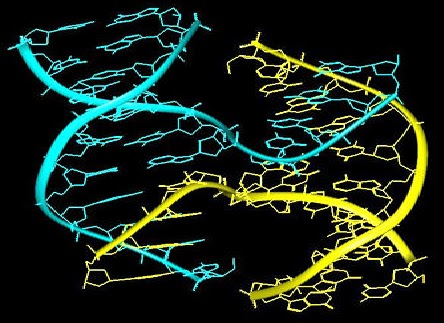 DNA Interactive:The DNA Structure: Holliday junction structure