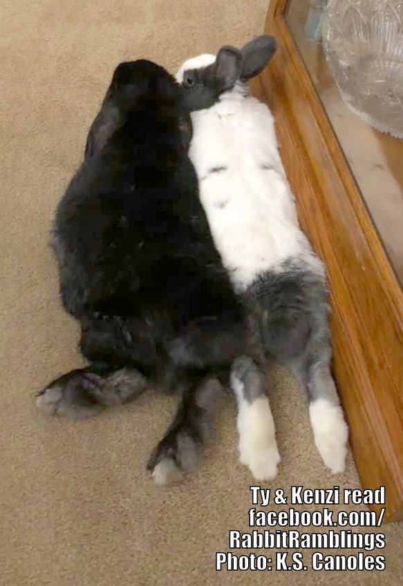 Rabbit Ramblings: Bunny Butts