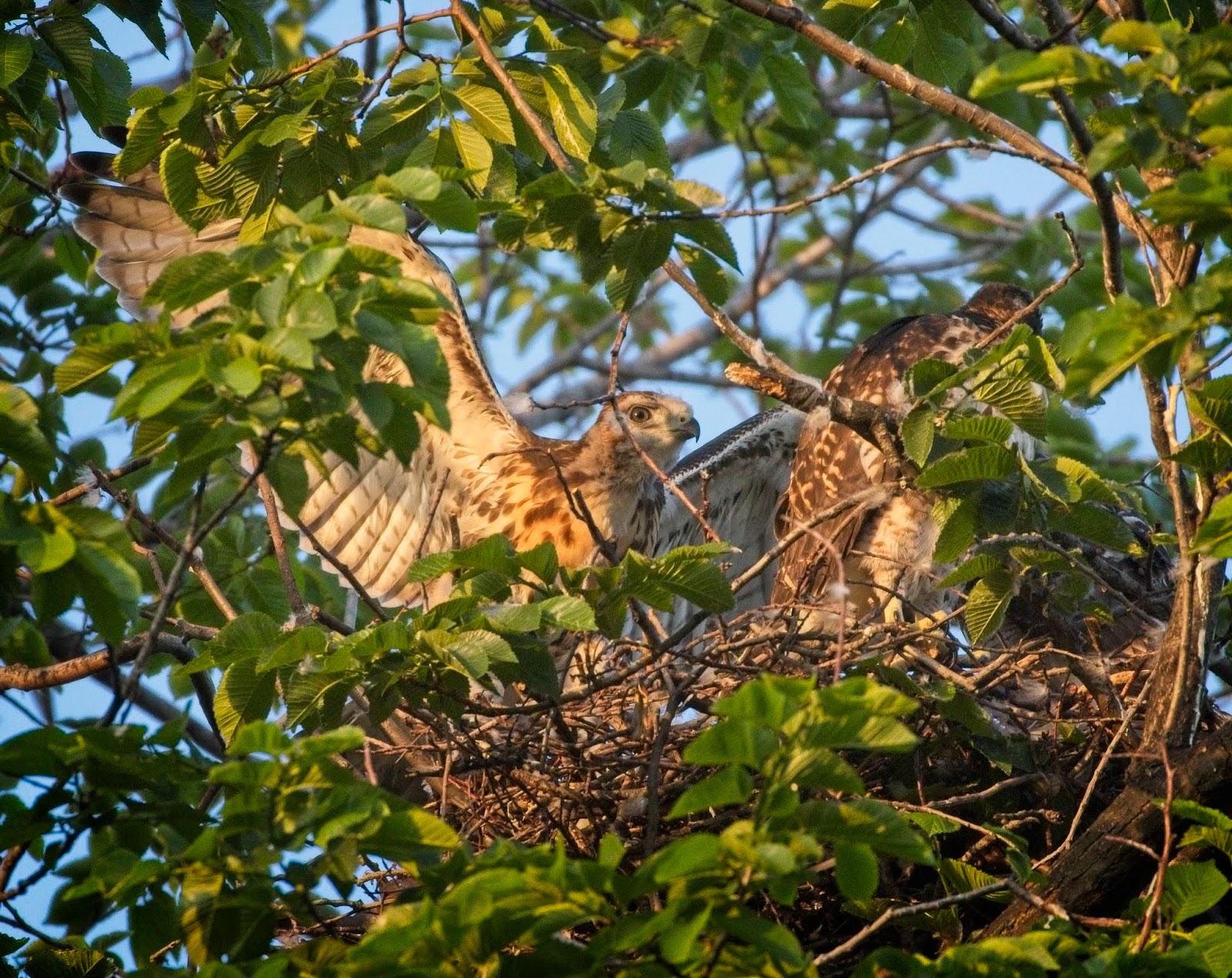 Laura Goggin Photography: Tompkins Square hawk chicks are branching