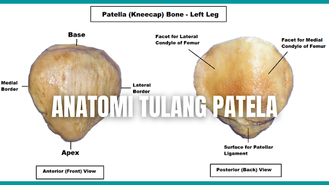 Anatomi Tulang Patela Manusia - Anatomi Tutorial