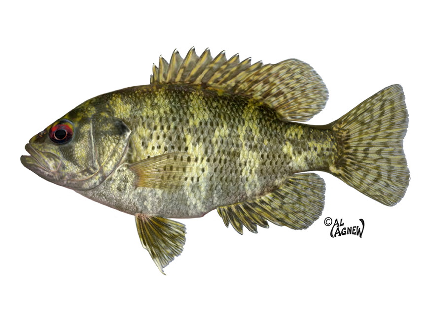 Rivers and Art: Goggle-eye--the rock bass species of the Ozarks